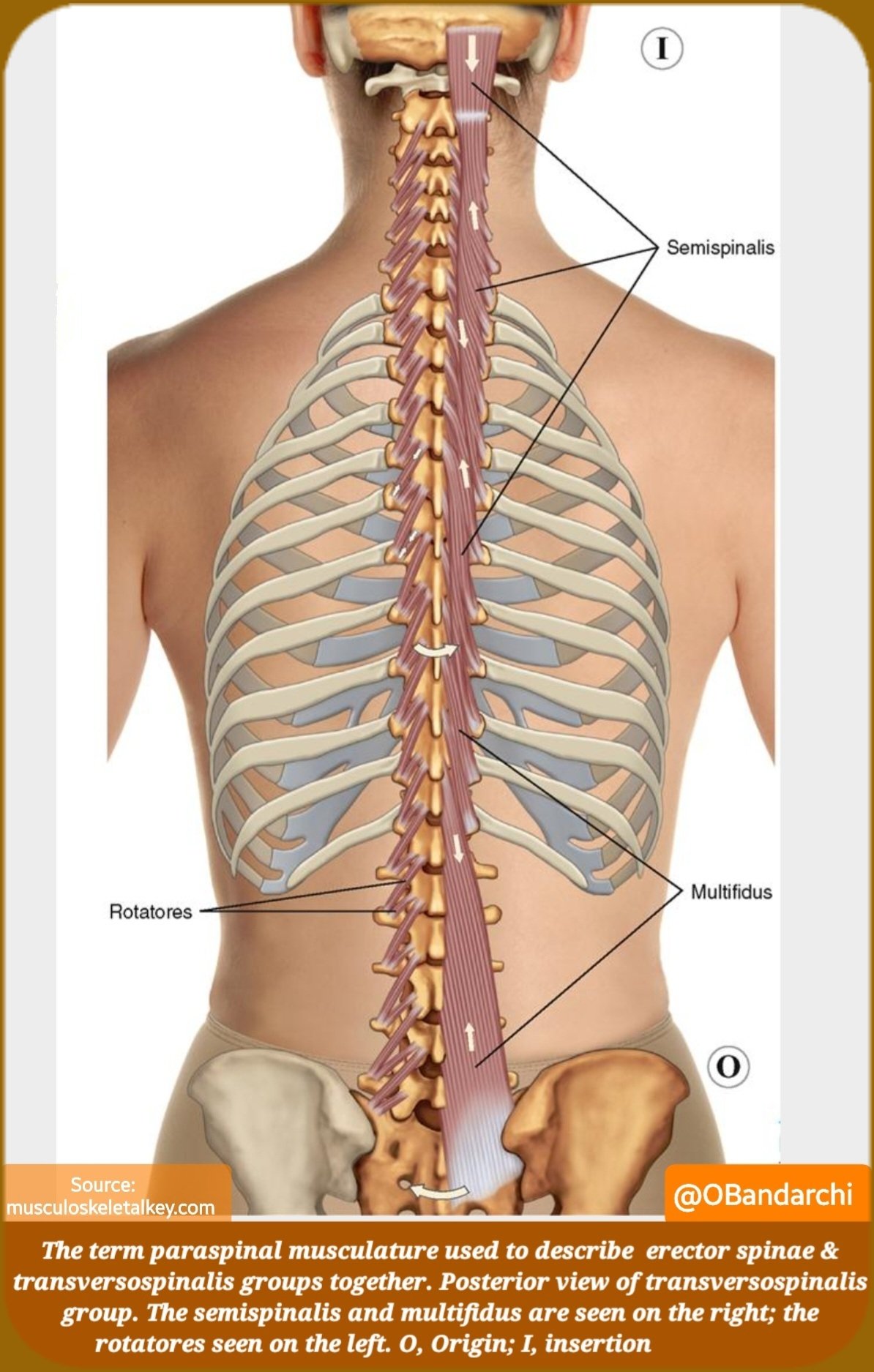 Rotatores Semispinalis