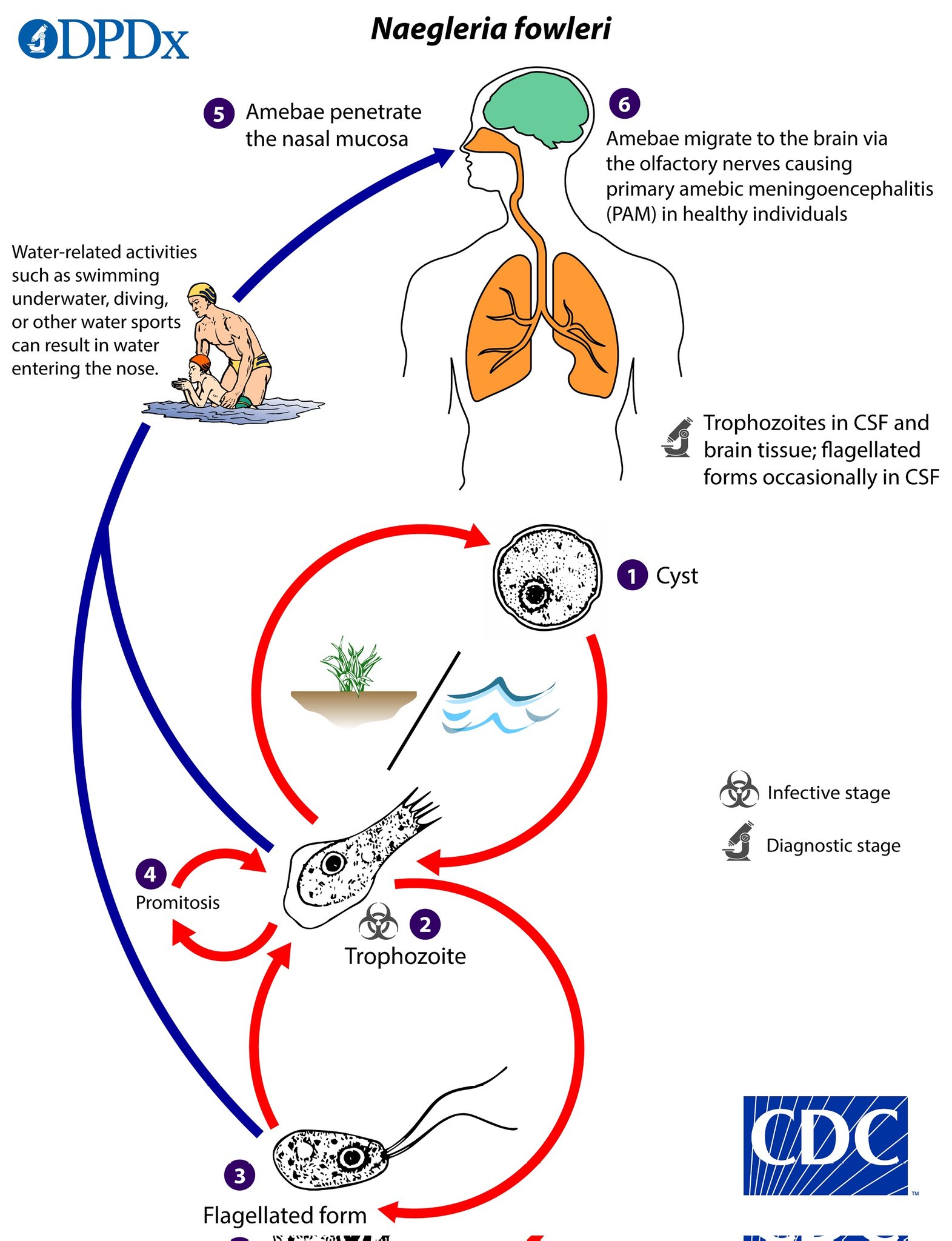 Life Cycle Of Onchocerca Volvulus B.procyonis Life Cycle A Diagram