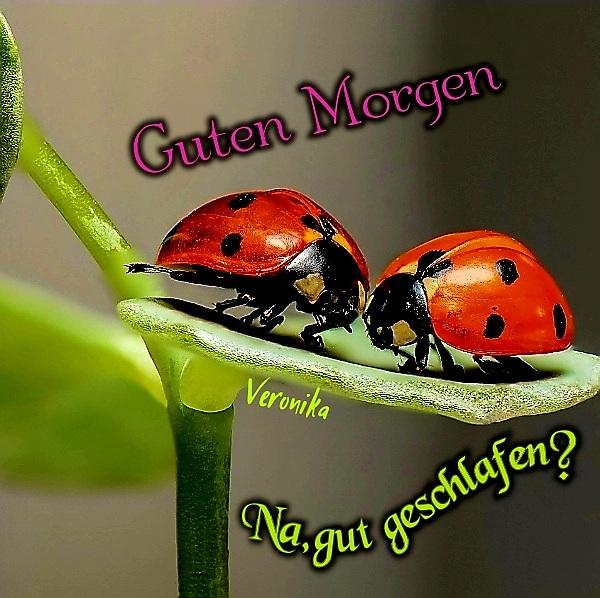 Brockenhexe 🎶🍀🐞 on Twitter: Brockenhexe 🎶🍀🐞 on Twitter: