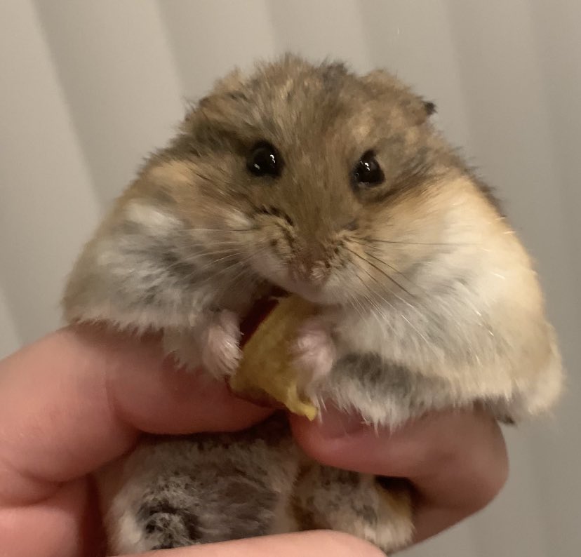 Evil Hamster