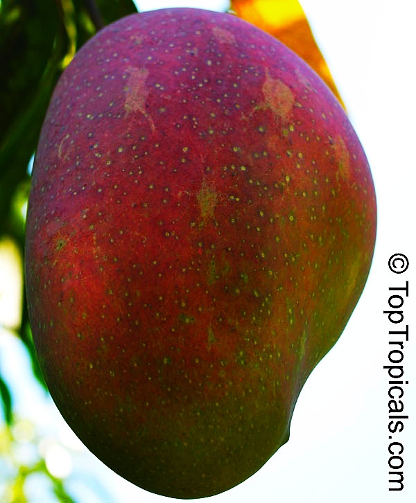 TopTropicals.com on Twitter: "#Mangifera indica - #Mango tree Lancetilla is Central American ...