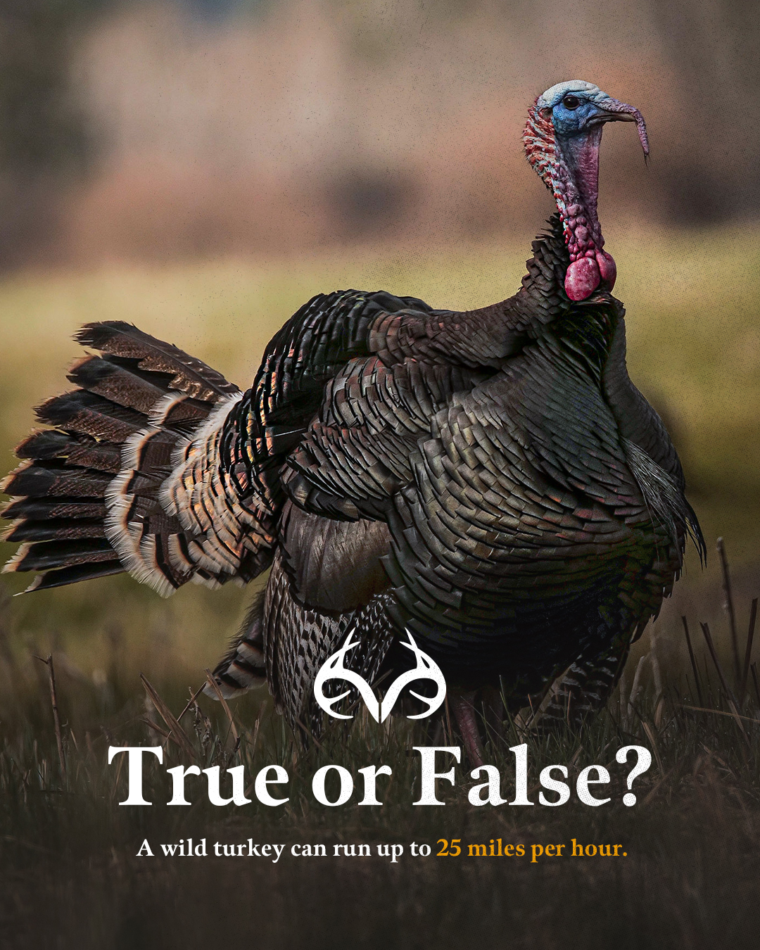 Turkey Hunting Quotes And Sayings