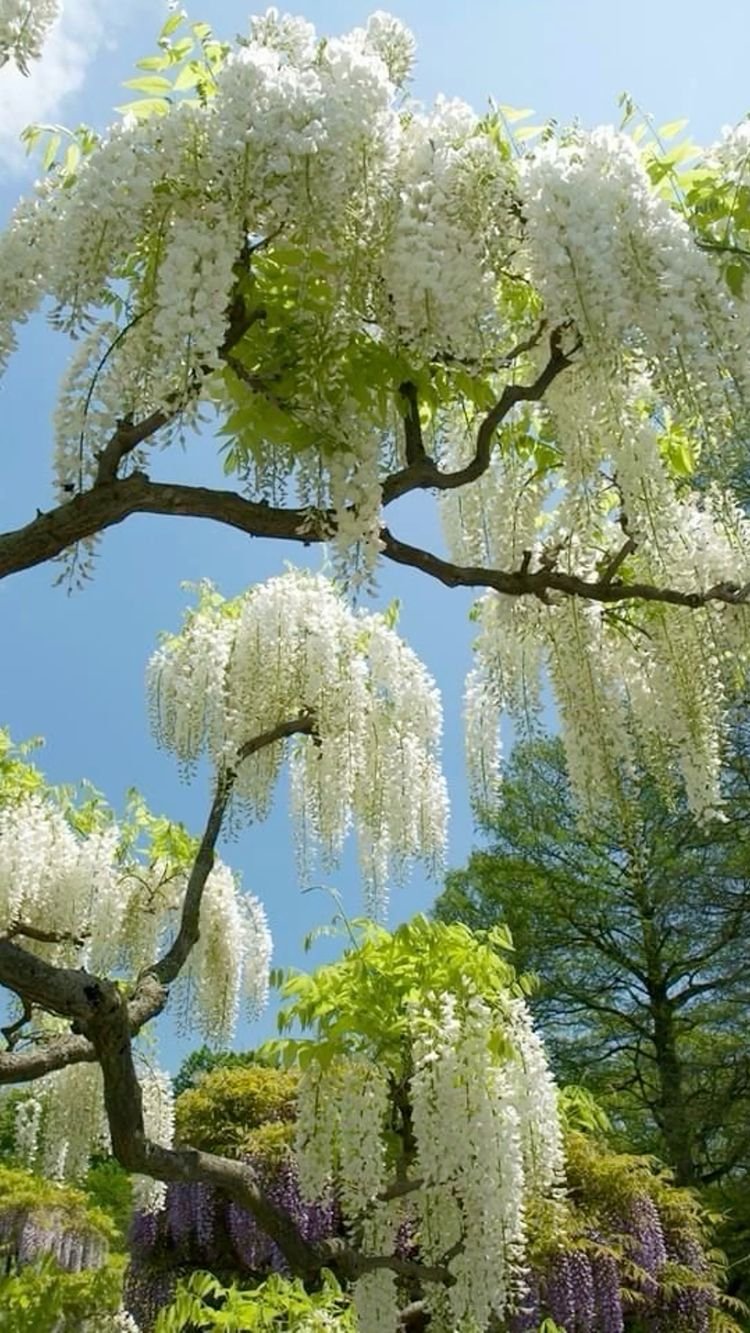 KIM HEAK 🌼 (@HeliaCora_art) / Twitter