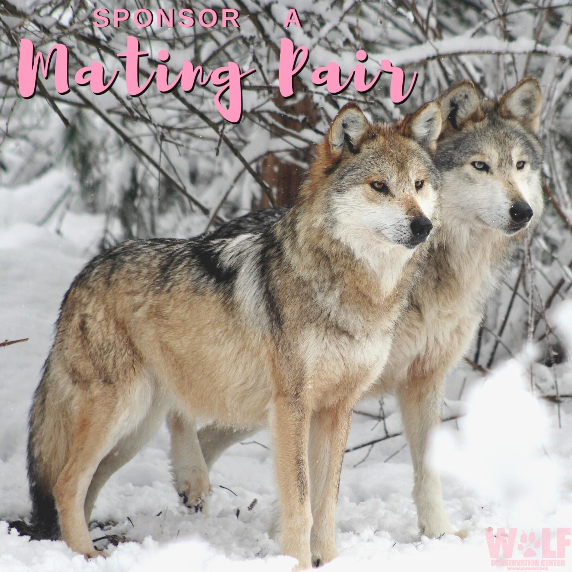 Wolves Mating With Humans