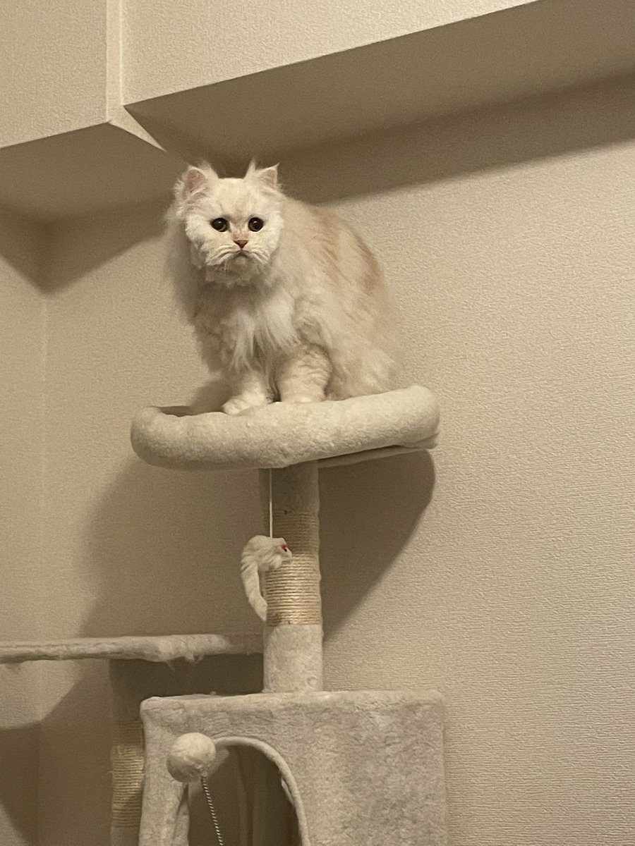 カット失敗したかも笑 時希美穂（ときみほ）＠6代目ミス週刊実話オーディション参戦 @tokimiho_rip