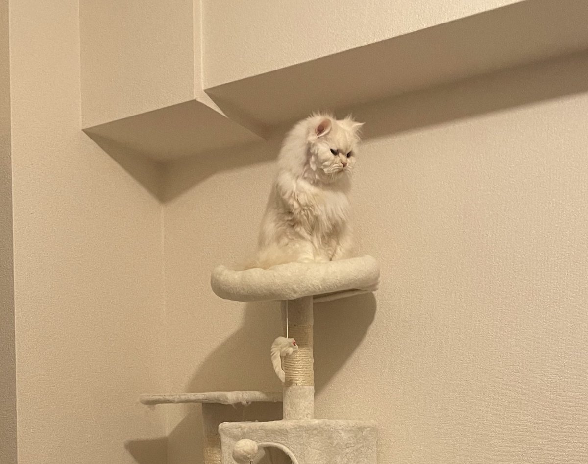 シャクレルプラネット 時希美穂（ときみほ）＠6代目ミス週刊実話オーディション参戦 @tokimiho_rip