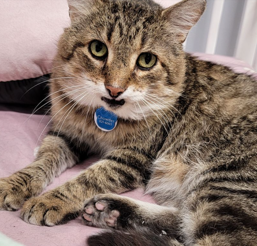 Grey Tabby Tuxedo Cat