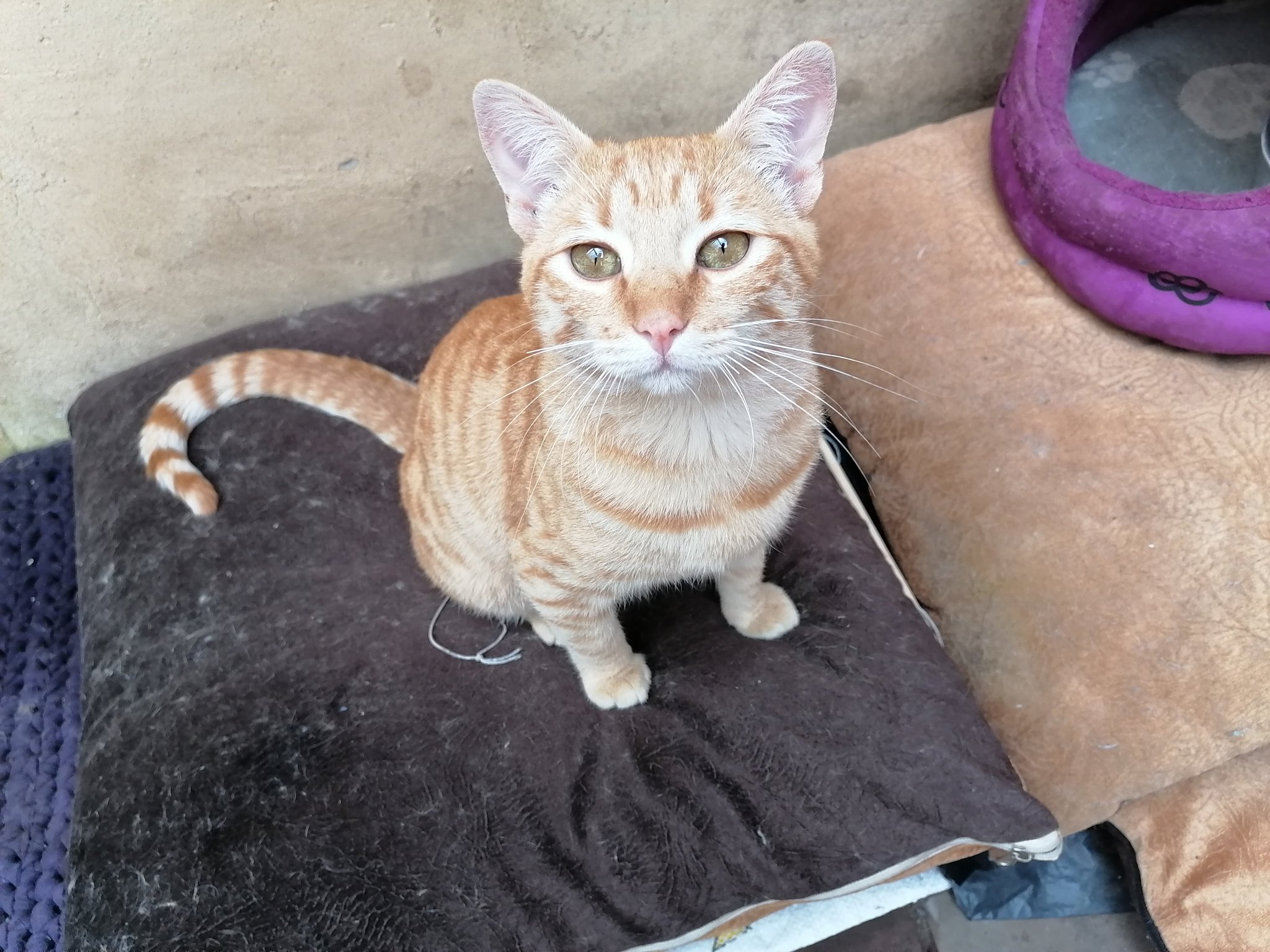 Nas O⁠_⁠o || COMISIONES ABIERTAS || (@Nas_0_o) / Twitter