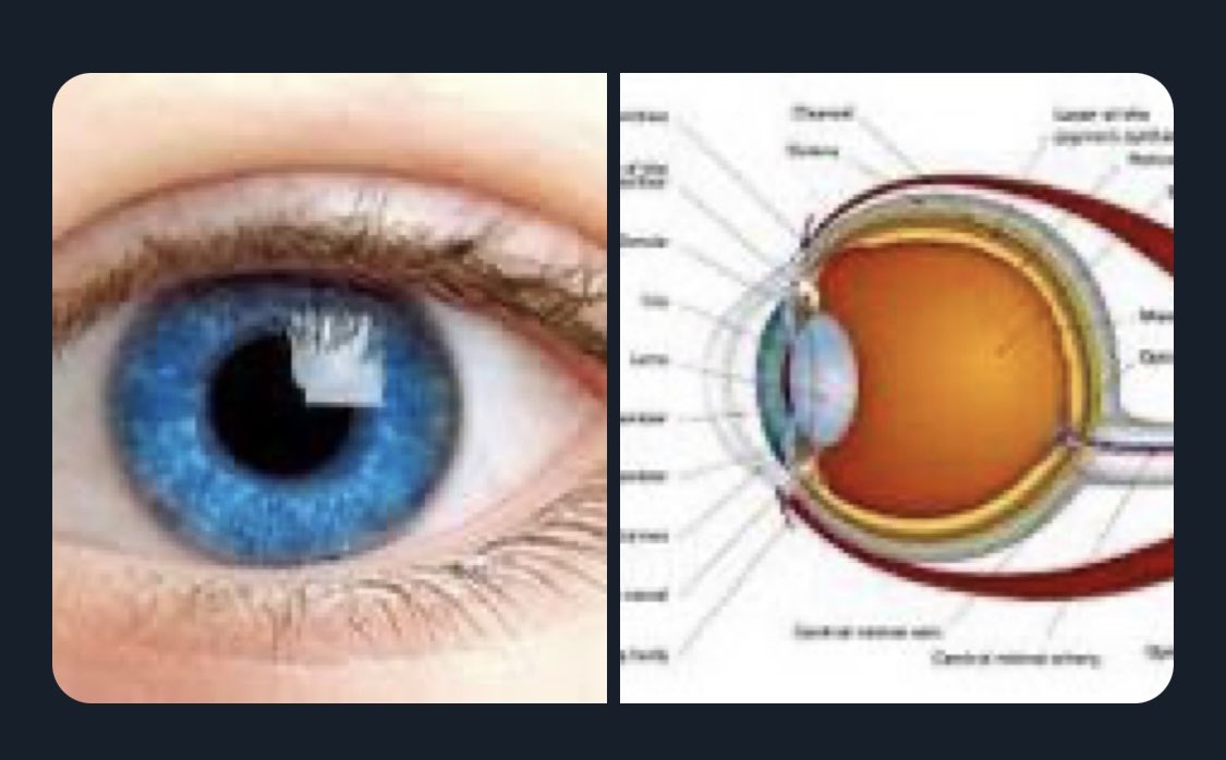 "EYE Am What EYE Am" (🧵) "The light of the body is the eye: if ...