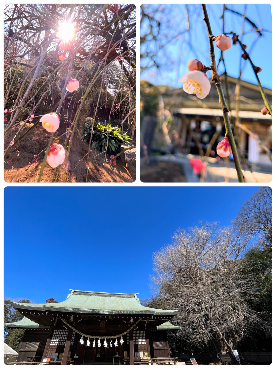 🐰mintblue🐰御朱印巡り@スマホ写真部 on Twitter: "#埼玉県川口市 #峯ヶ岡八幡宮 2023/2/5【峯ヶ岡八幡宮】 二月のご挨拶参拝 今日も長い参道が素敵です しかも広い ...