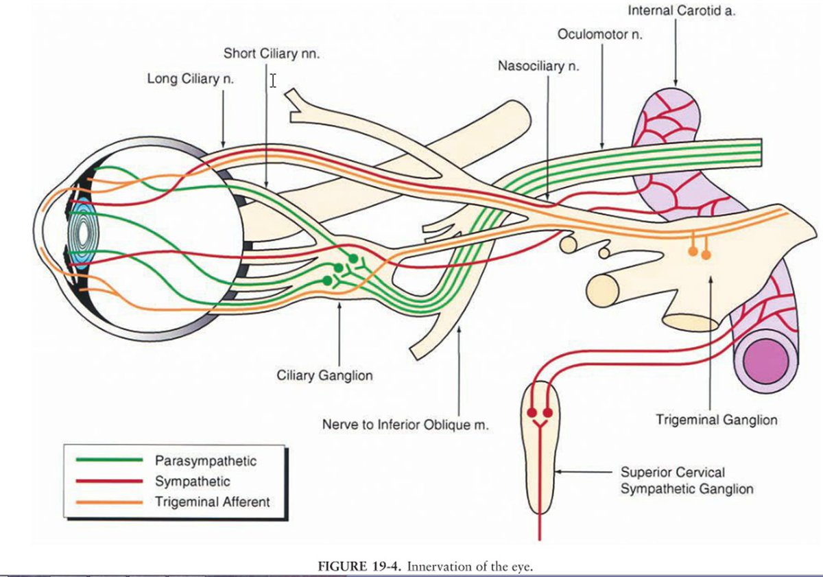 La mydriase / anisocorie en neuro-réa: ça vient d'où ? Ca veut dire ...