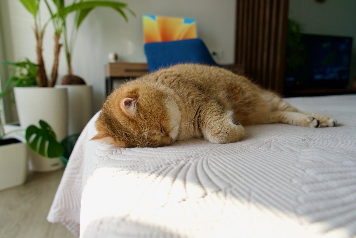 Long Duong On Twitter Rt Hosicocat Monday Mood 🦛
