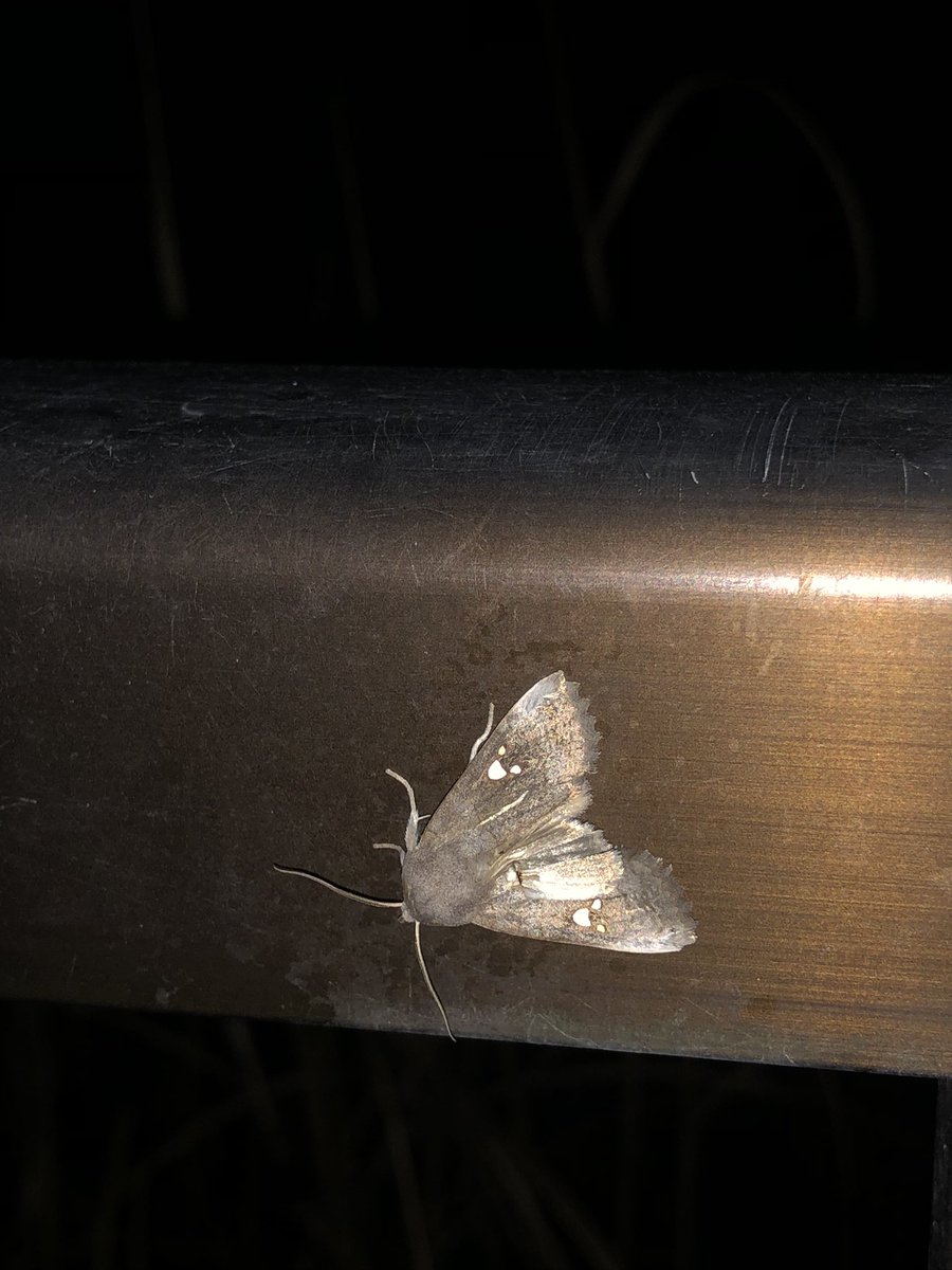 syakuga @写真展終了(@Lotus_87s) - Twilog