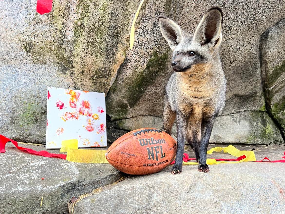 Ball Eared Fox