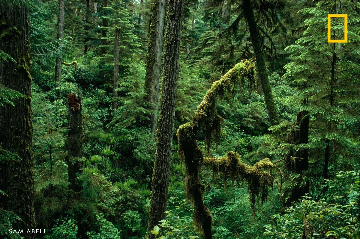 Lush, green foliage covers this forest view from British Columbia's ...