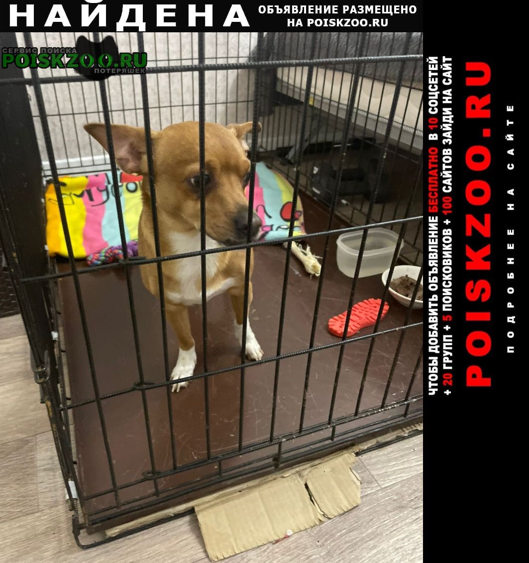 POISKZOO.RU™ on Twitter: "Найдена собака кобель чарли Новочебоксарск Подробнее по ссылке: https ...