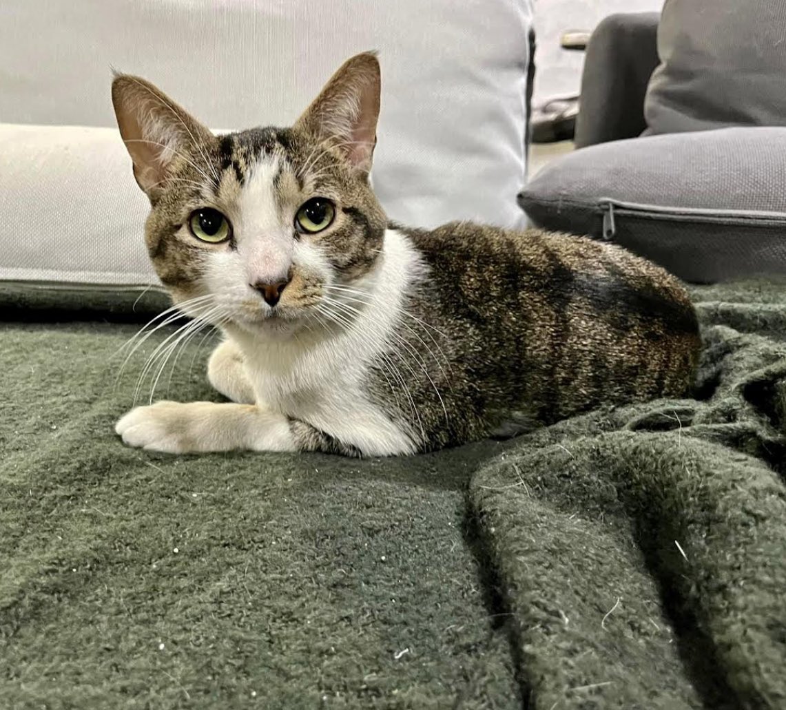 Project MEOW on Twitter: "🚨 FOSTER NEEDED 🚨 Chadwell needs a foster! This poor guy was left ...