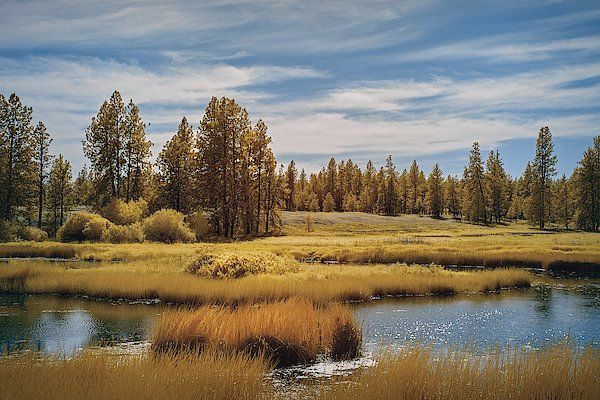 New artwork for sale! - "Turnbull State Park " - https://t.co ...