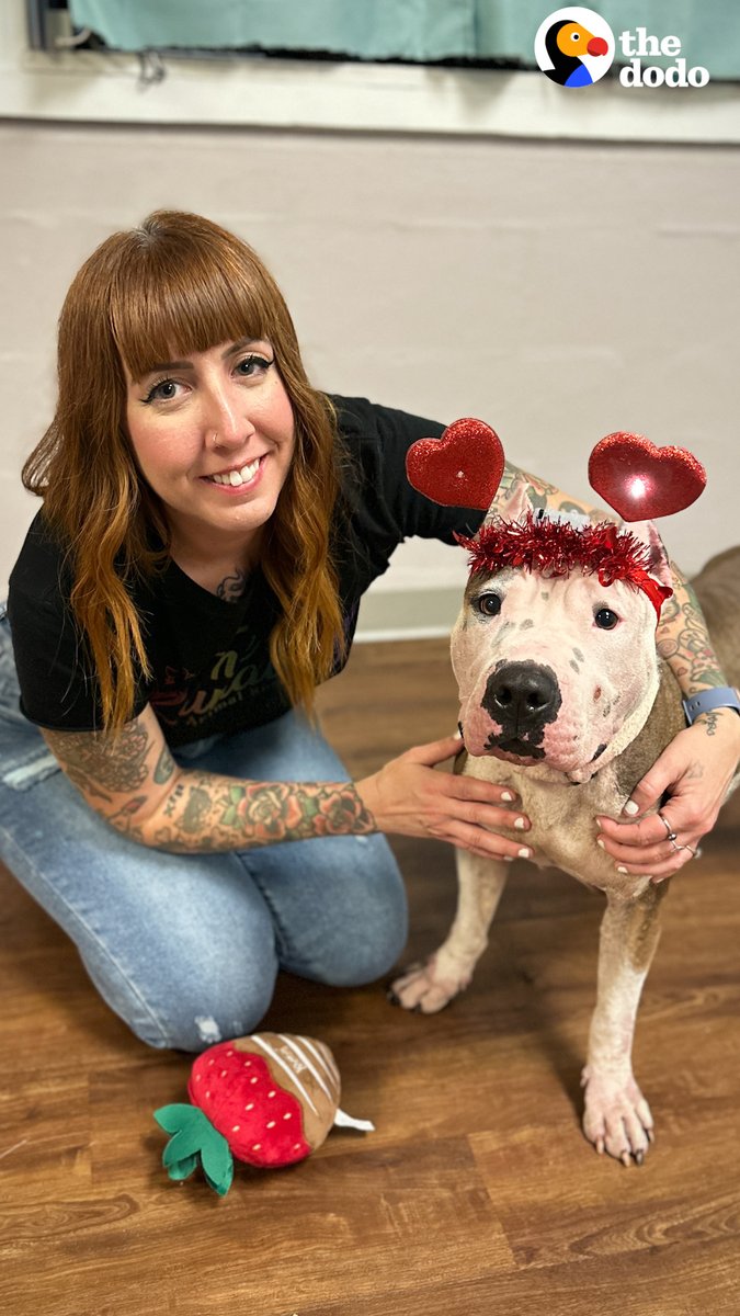 Rescuers surprise abandoned mama pittie with a Lady and the Tramp ...