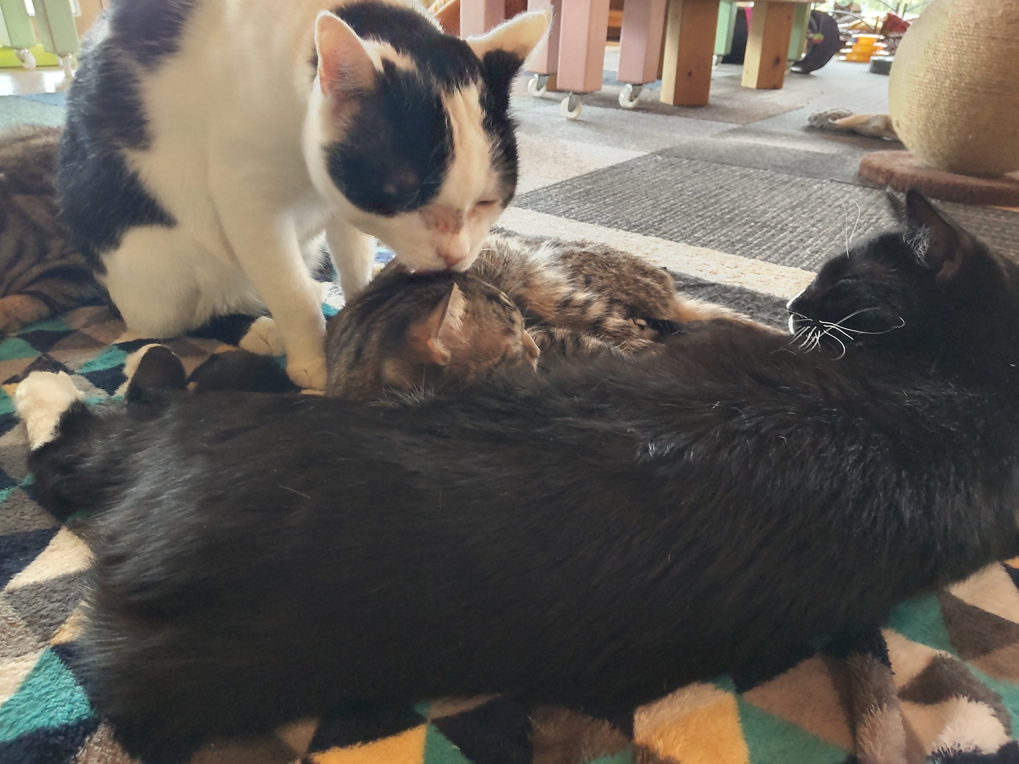 ねこまんま♀(Neko-Mamma︎︎ ♀) (@nekomamma_tako) / Twitter