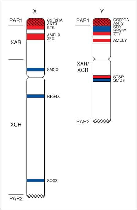 ♂️ الكروموسومات الجنسية Sex Chromosomes ♀️ ️الكروموسومات الجنسية هي ...