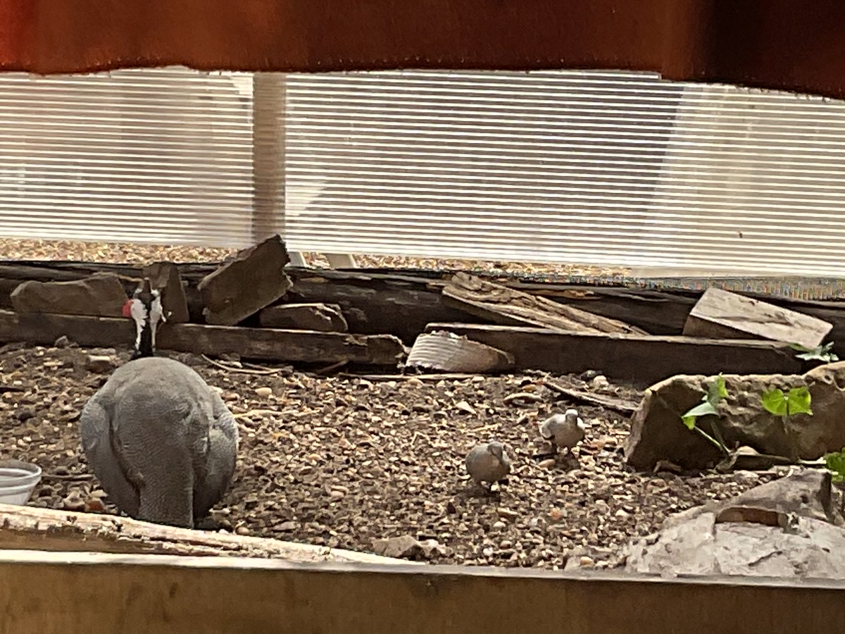 The Ghost Of Dr Carl Jensen On Twitter Wild Bird Visitors…
