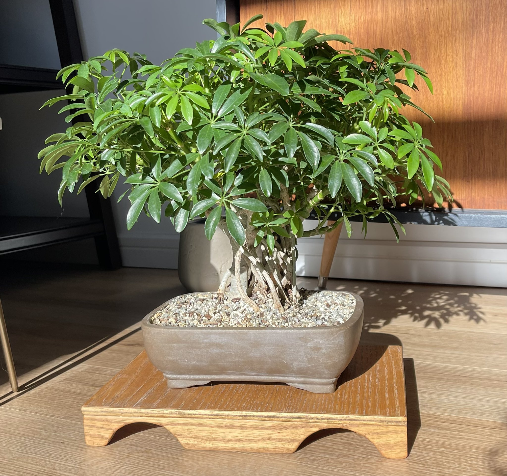 Hawaiian Umbrella Tree