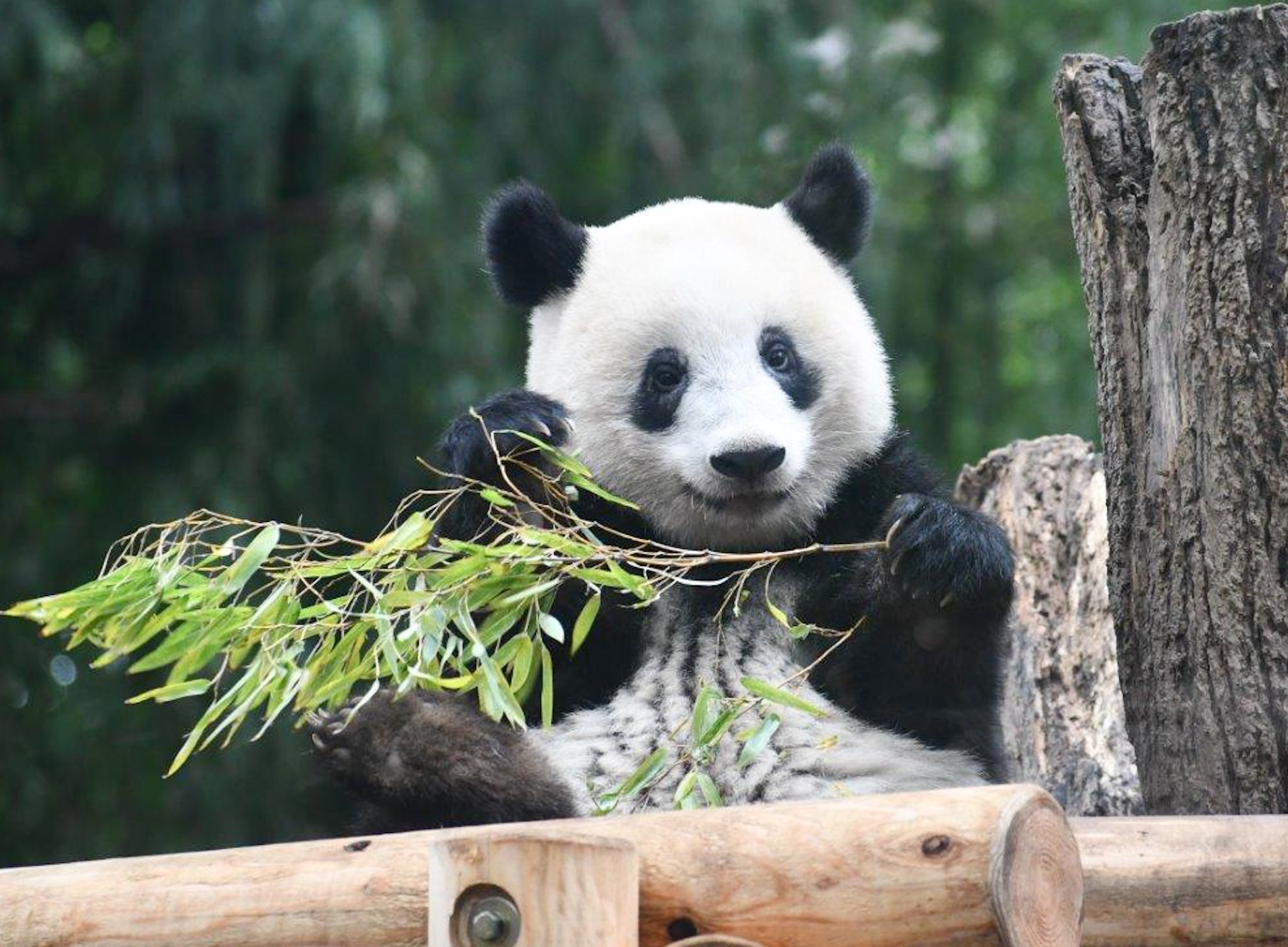 toraco on Twitter: "シャンちゃん🍎おはよう #シャンシャン #香香 #xiangxiang #上野動物園 #ジャイアントパンダ https://t.co ...