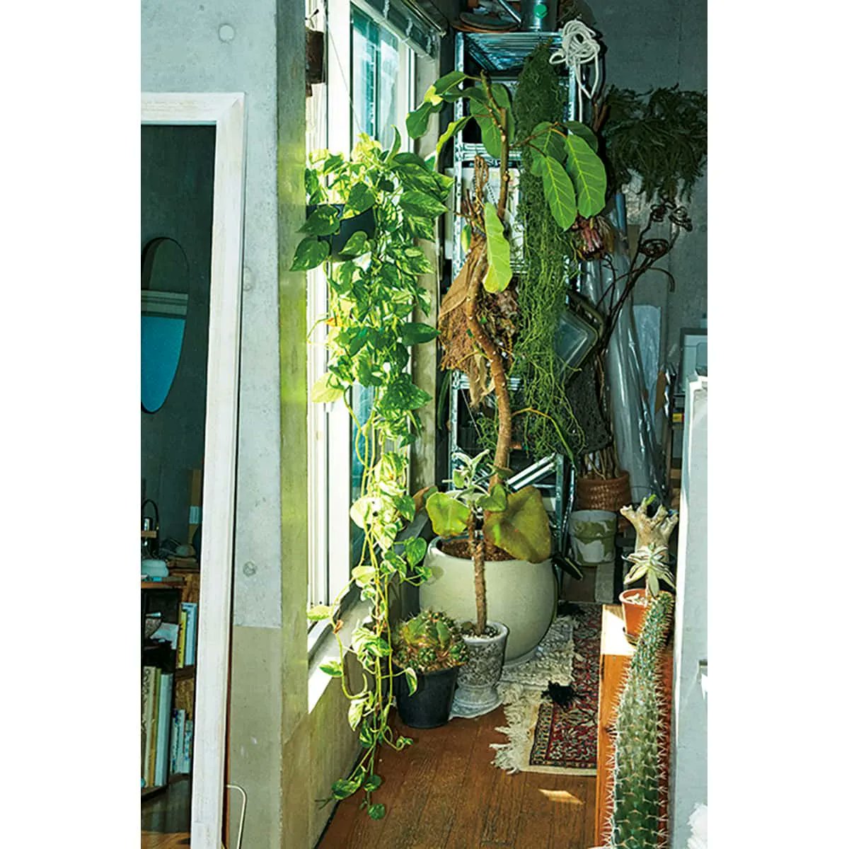 GINZA on Twitter: "【山本莉昌子さんのグリーン自慢】個性あふれる小ぶりな面々がずらりと並ぶベランダ。https://buff.ly/3NHi0eP"