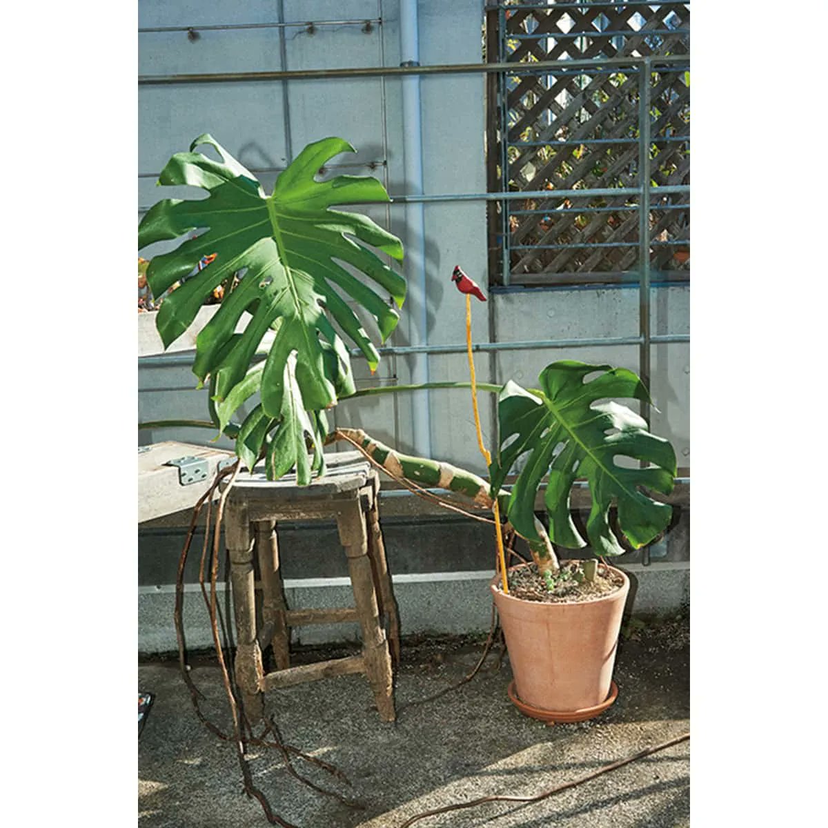 GINZA on Twitter: "【山本莉昌子さんのグリーン自慢】個性あふれる小ぶりな面々がずらりと並ぶベランダ。https://buff.ly/3NHi0eP"