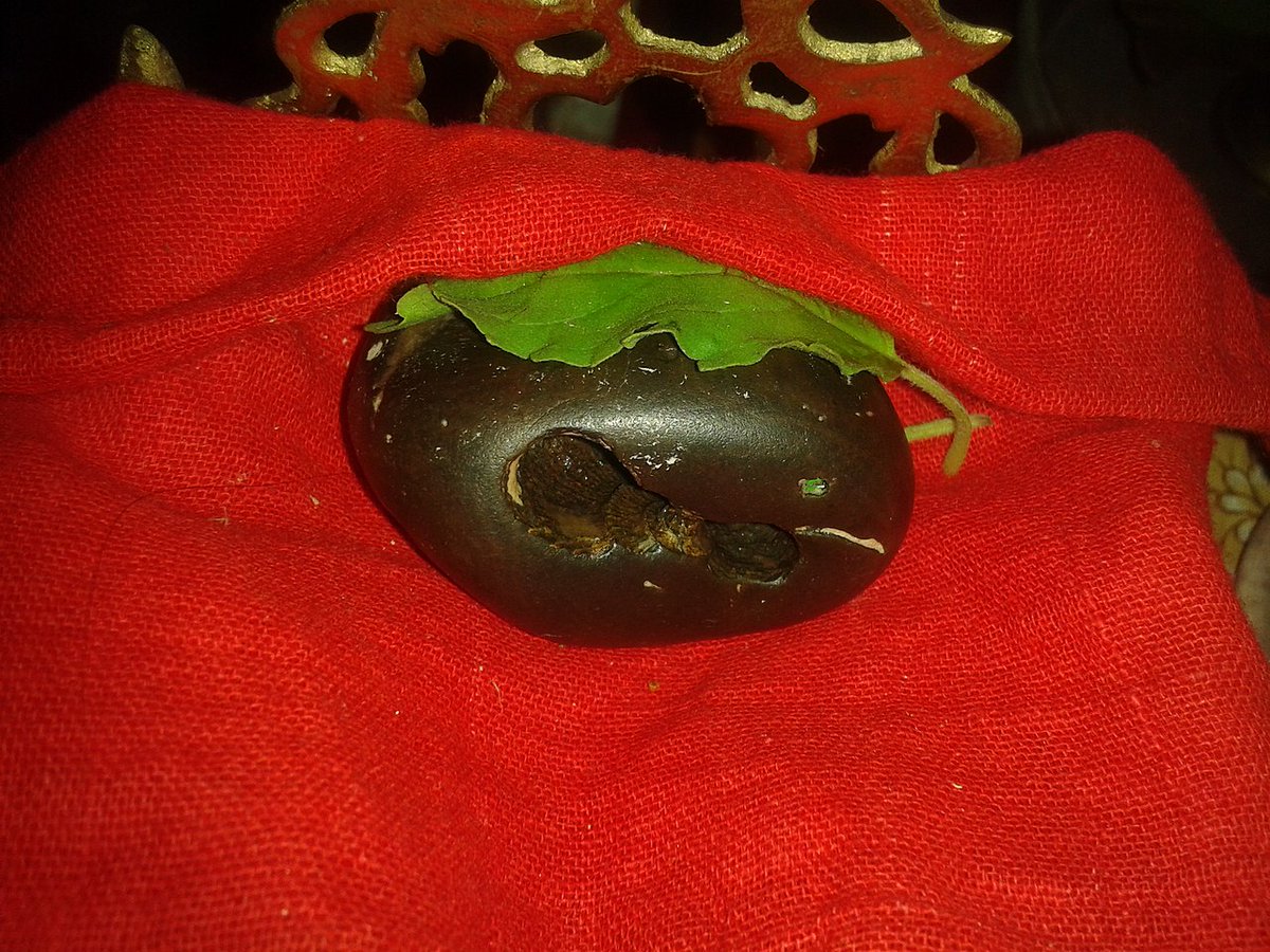 ⚜️Do you know? 🌺There are usually 33 different types of Shaligrams ...