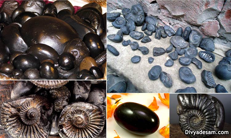 ⚜️Do you know? 🌺There are usually 33 different types of Shaligrams ...