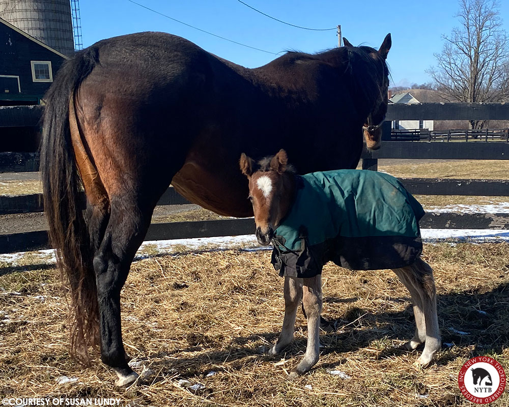 Acacia Courtney Clement on Twitter: "RT @nytbreeders: Remember this outstanding chat @TheNYRA's ...