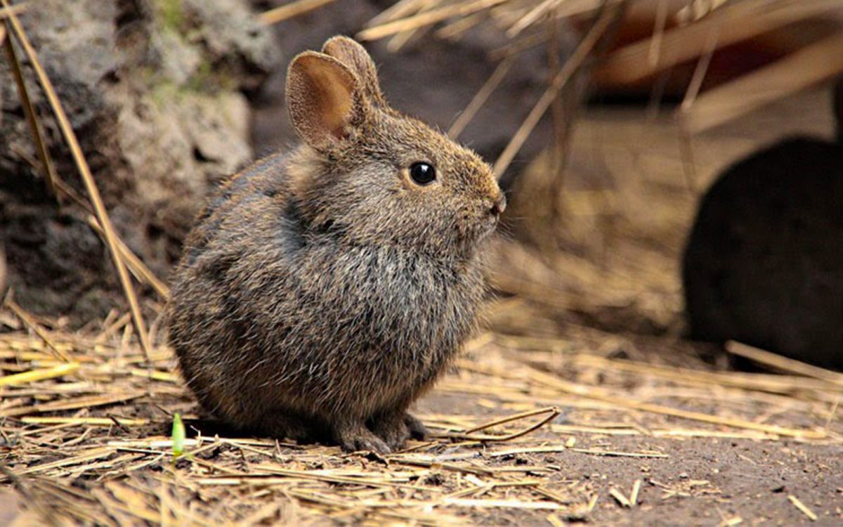 Smallest Rabbit In The World