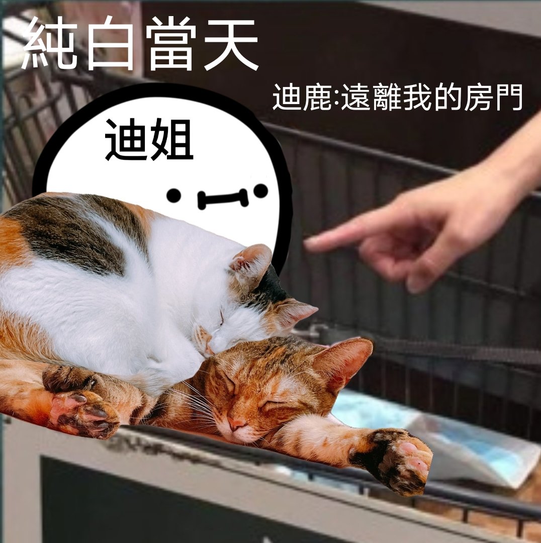 迪鹿CWTK41兩日E05 on Twitter: "直播暫離時我解決了貓貓危機⋯⋯ 也解決了我姐！"