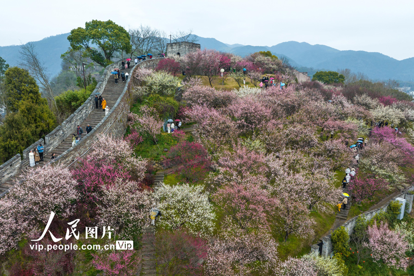 Ascend high to overlook the spring scenery! Hundreds of plum blossoms ...