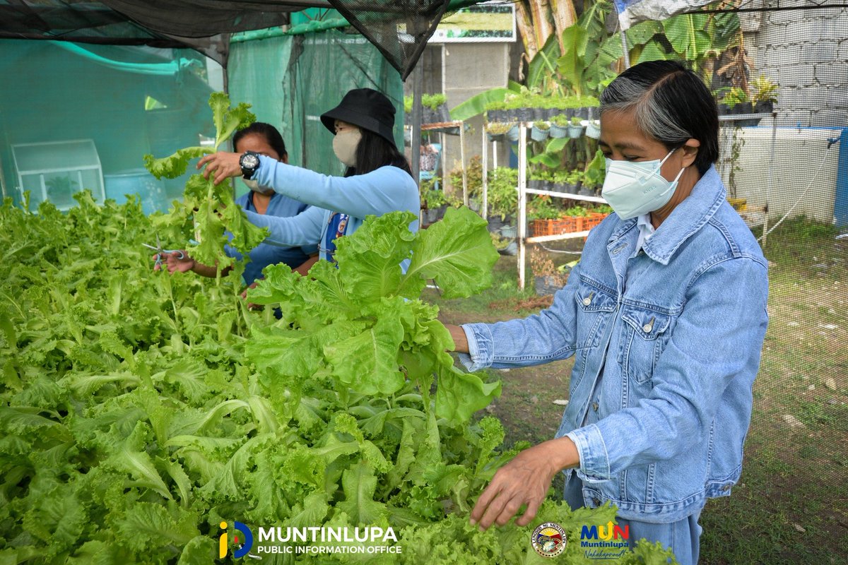 OFFICIAL MUNTINLUPA on Twitter: "Umabot sa 47kgs. ng iba’t ibang gulay ang na-harvest ng ...