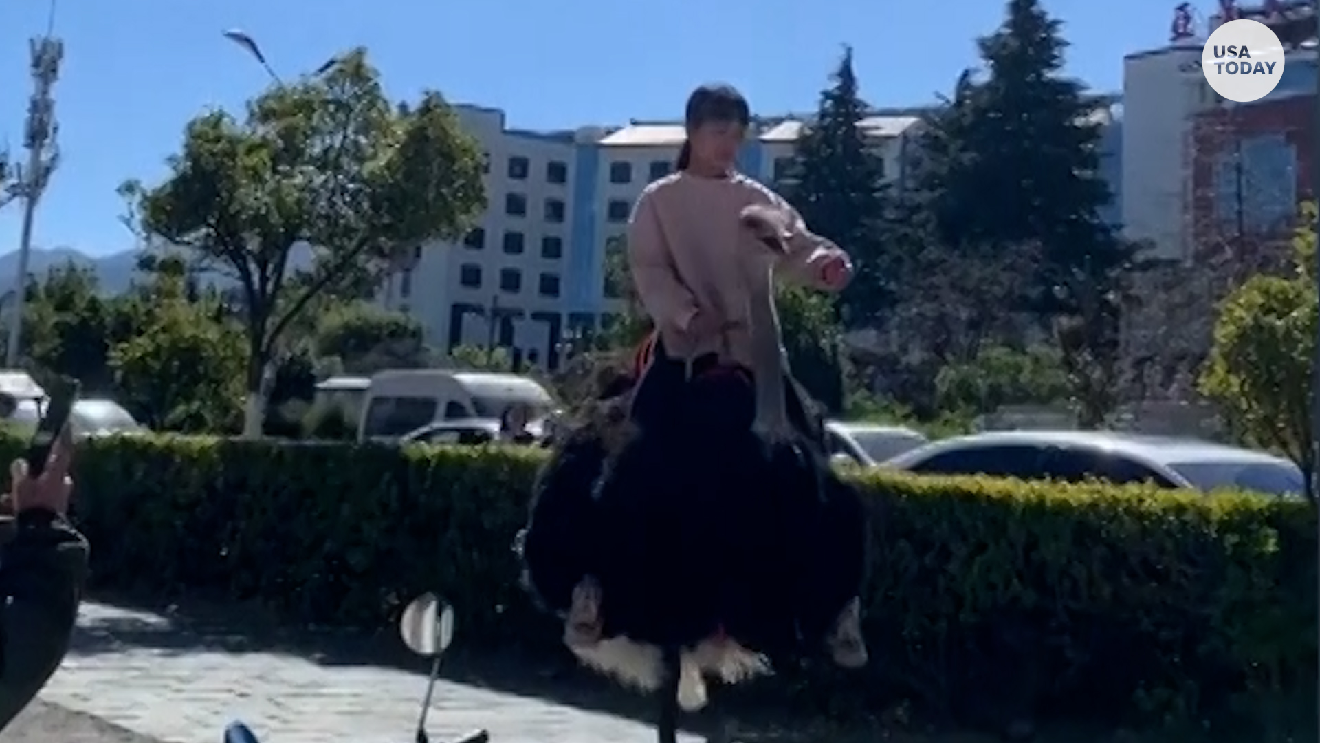 Riding Ostrich Gif