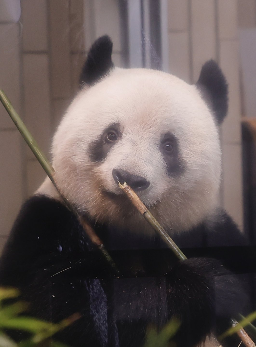 suika on Twitter: "#上野動物園 #シャンシャン #ジャイアントパンダ #香香 #宇宙一可愛い #カリスマパンダ🐼 202302081238😍💓 宇宙一可愛いシャンシャンさん ...