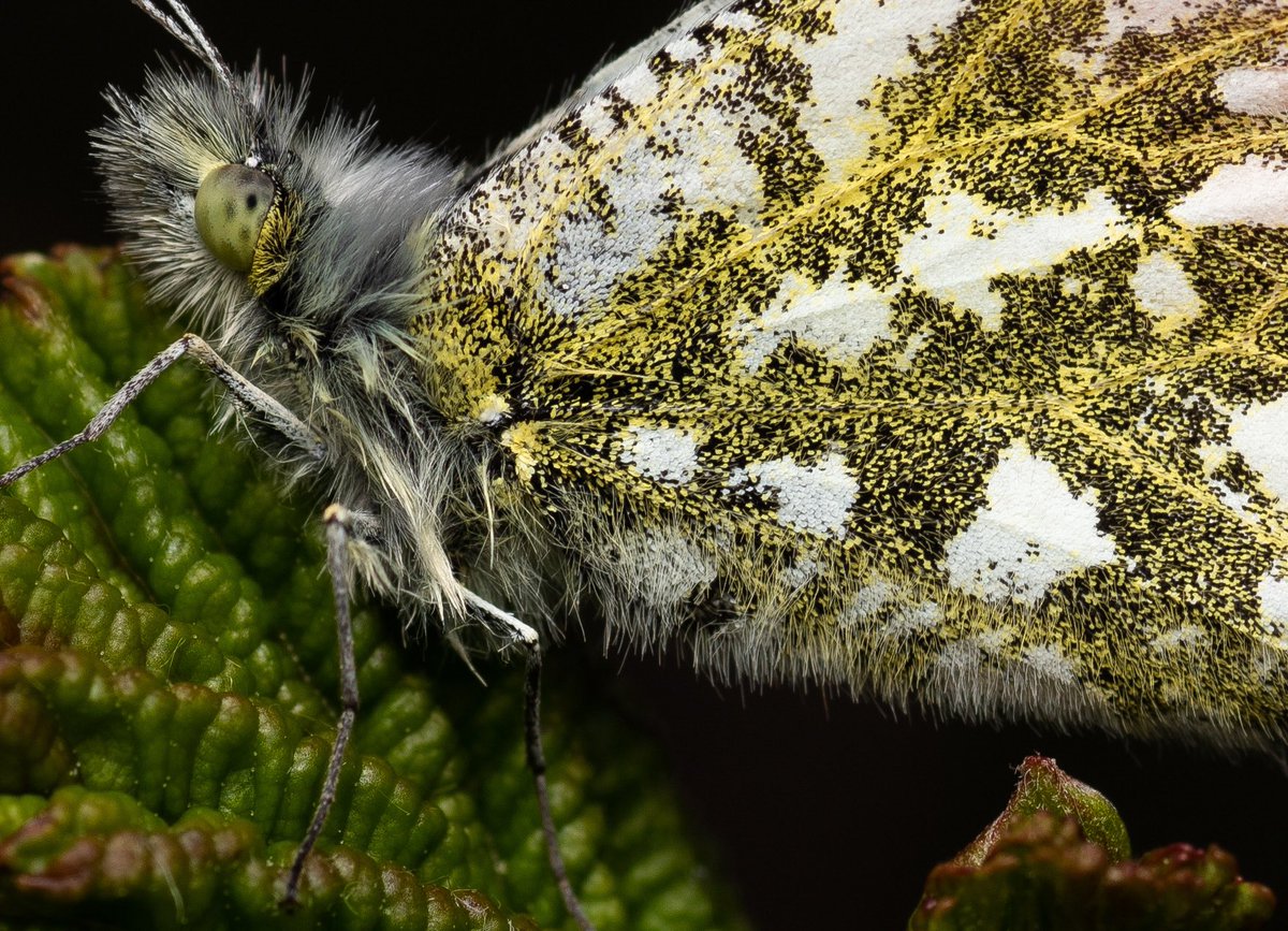 syakuga 🦋個展3/1-10 @安曇野(@Lotus_87s) - Twilog (ツイログ)