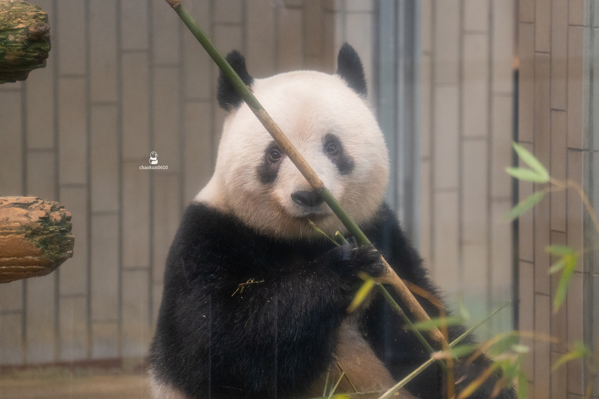ﾁｬｵ CHAOKUN0610 on Twitter: "今日の #シャンシャン 🥲 2023.02.08 #xiangxiang #panda #パンダ https://t.co ...