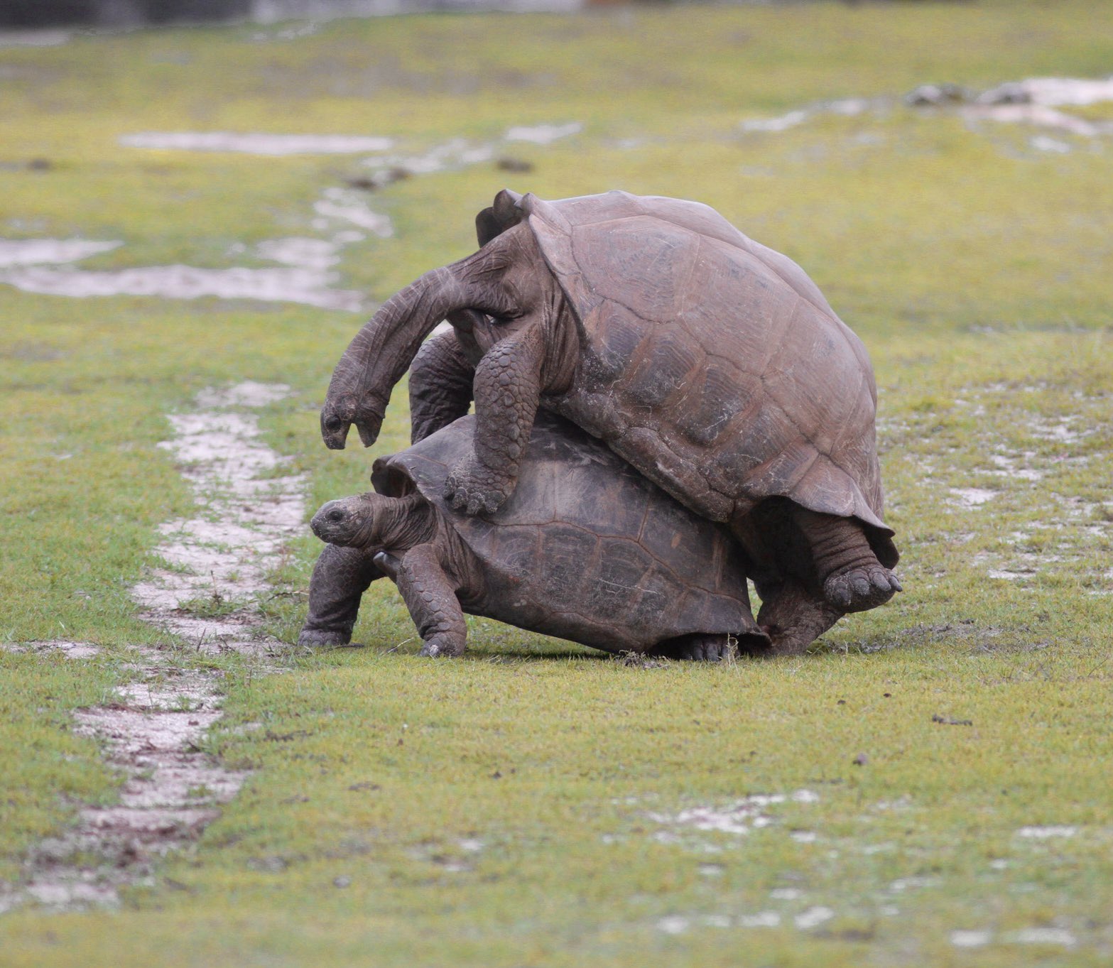 General Questions About Tortoises - THE TORTOISE AND TURTLE SOURCE