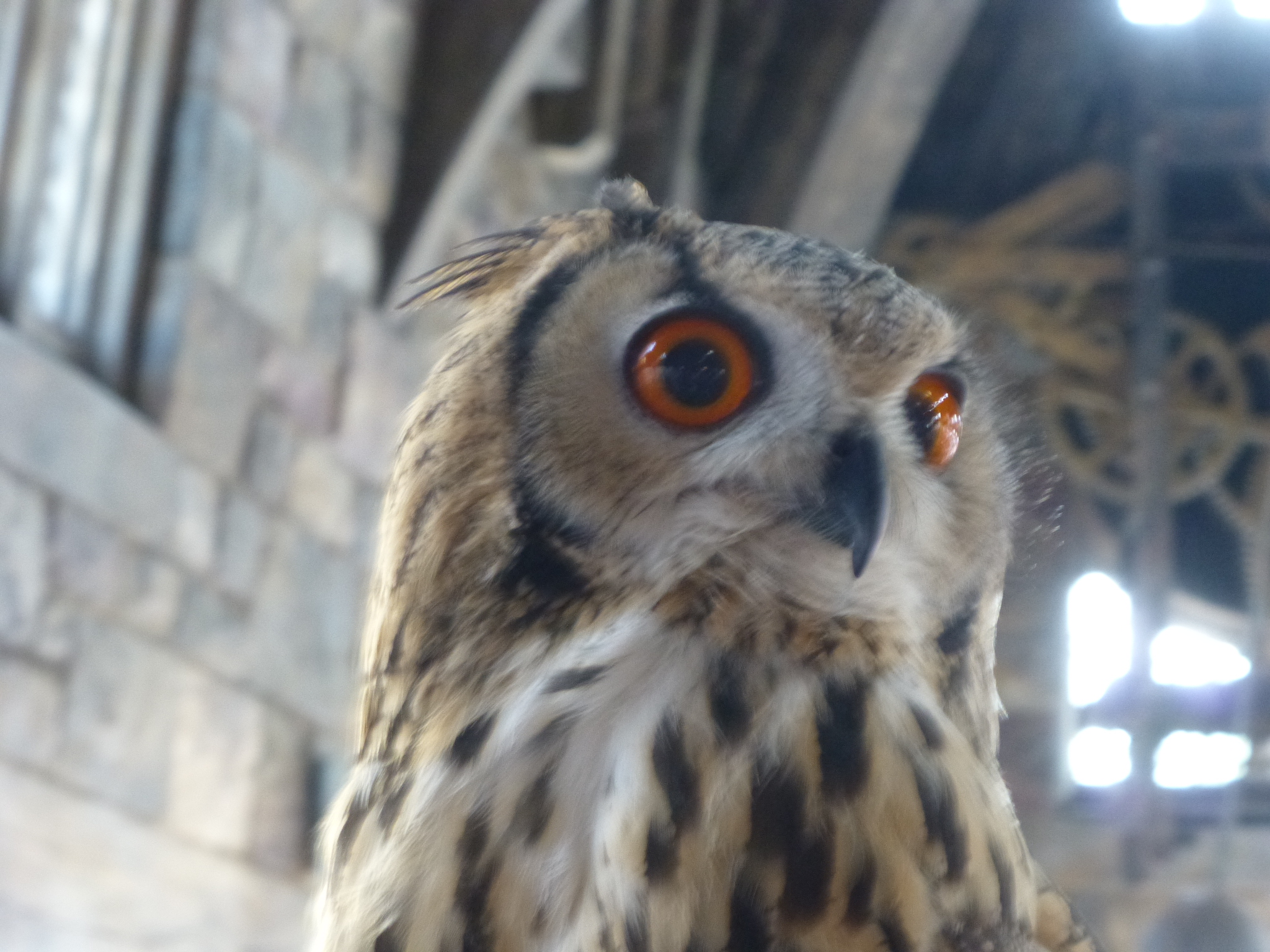 USJのツボ on Twitter: "#USJ ハリポタ 2023年3月17日より 『ホグズミード・マジカル・クリーチャーズ・ミート』小さな魔法生物たちが出現 ニフラー、ベビードラゴン ...