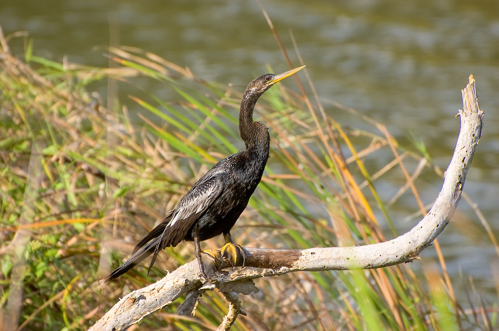 Florida Nature Photography on Twitter: "Male Anhinga https://leightonphotography.photoshelter ...