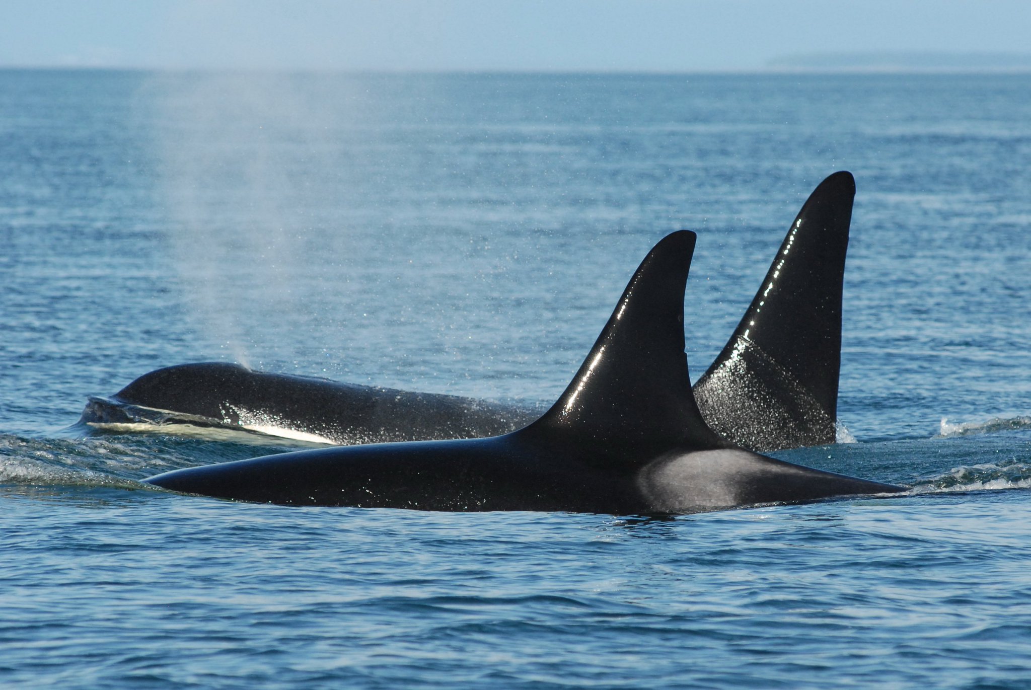 Whale Research on Twitter: "New Center for Whale Research study reveals Southern Resident orca ...