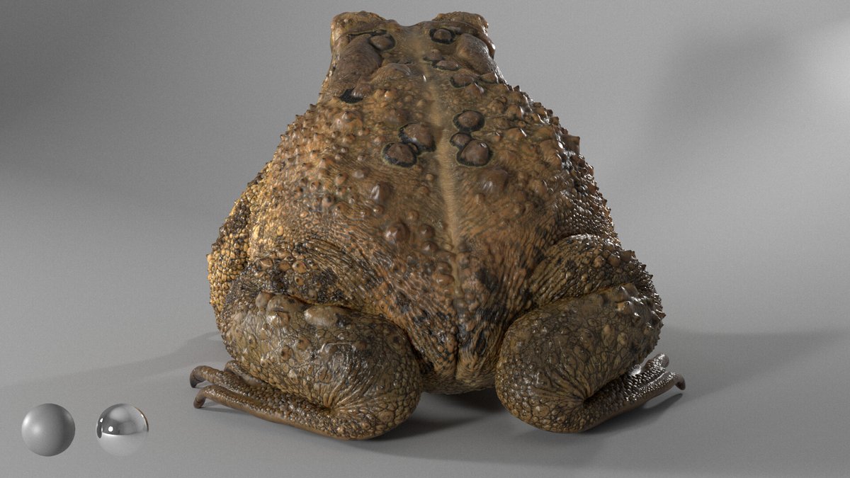 ArtStation.com on Twitter: "Say hello to “Todd the toad” 🐸 Anaxyrus americanus by Justin Eum ...