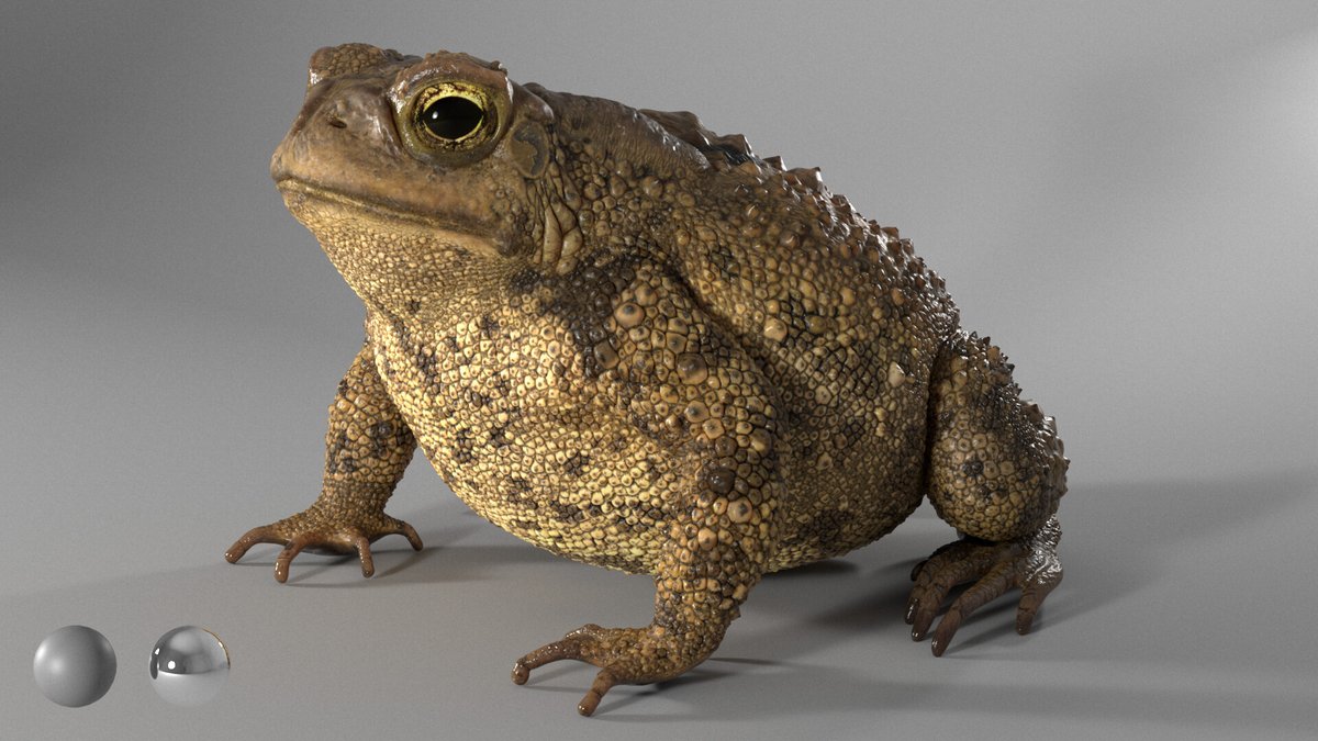 ArtStation.com on Twitter: "Say hello to “Todd the toad” 🐸 Anaxyrus americanus by Justin Eum ...