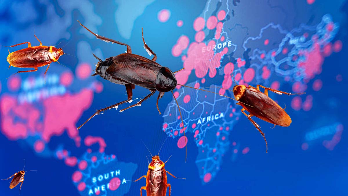 debuglies on Twitter: "Researchers have detected SARS-CoV-2 virus in cockroaches – they spread ...