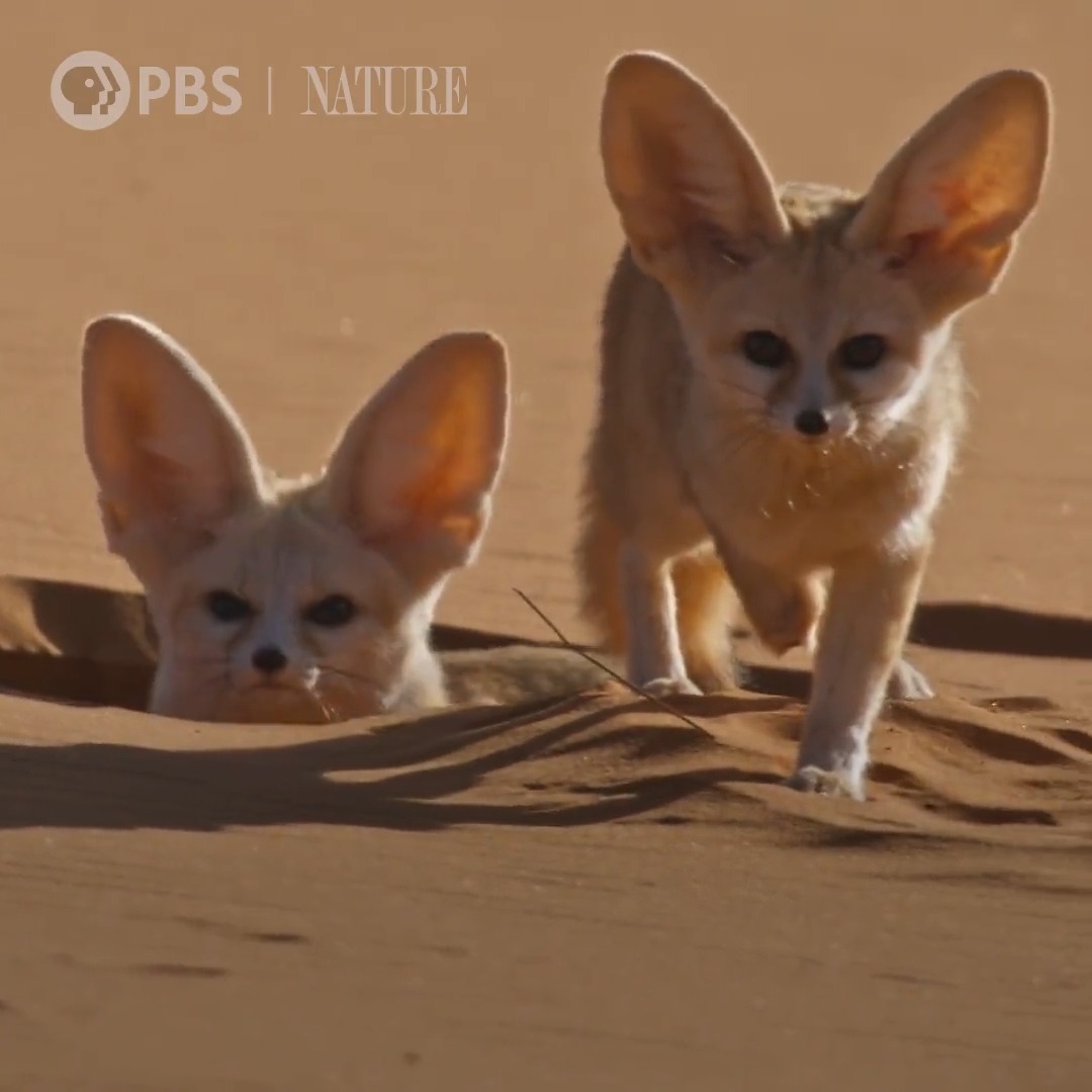 Fennec Foxes In The Wild