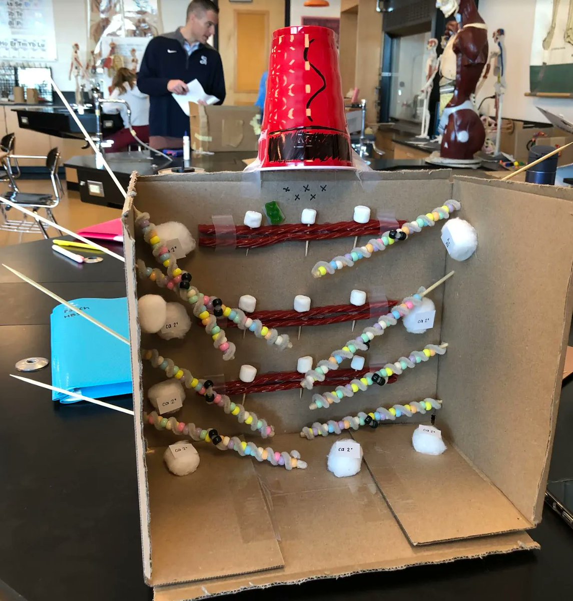 What Is Pltw Human Body Systems - Free Printable Worksheet